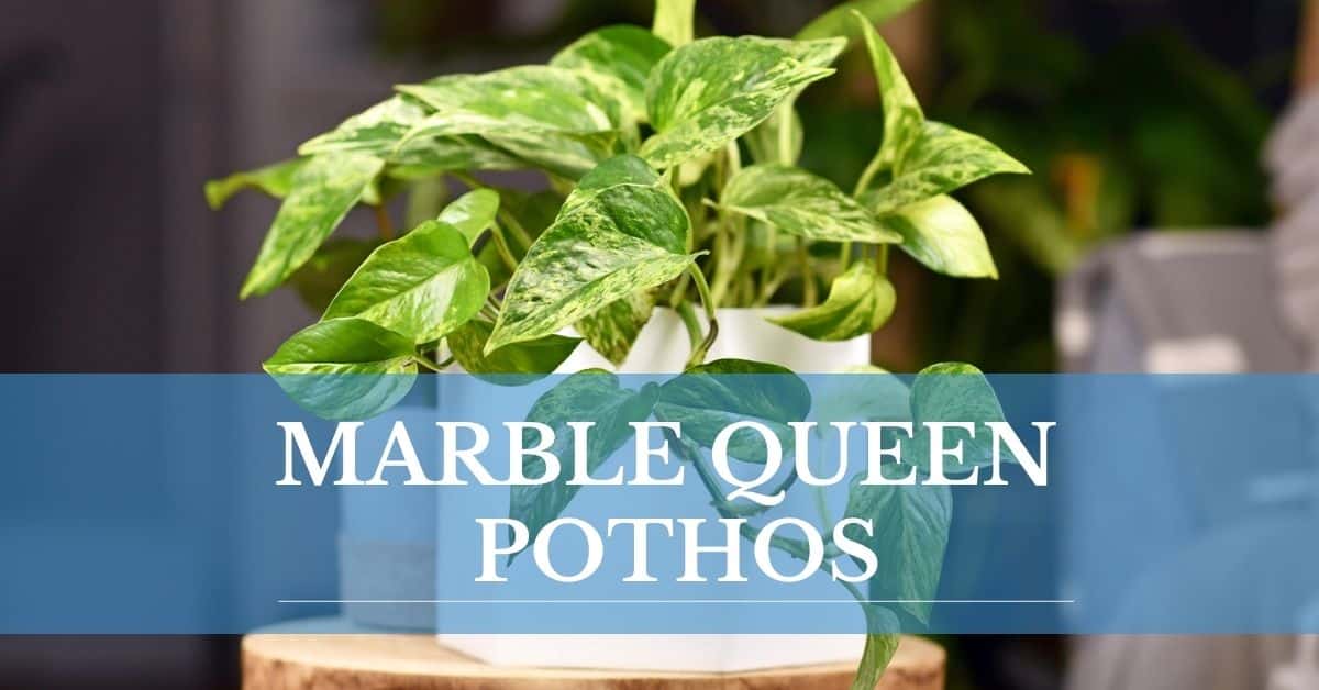 Marble Queen Pothos: Easy Care & Grow Tips ⋆ Indoor Plant Care Guides