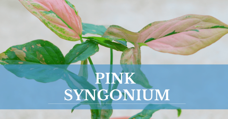 Pink Syngonium (Care Guide & Growing Tips) ⋆ Indoor Plant Care Guides