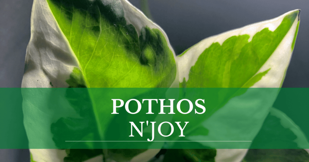 Pothos N’Joy (Care Guide & Growing Tips) ⋆ Indoor Plant Care Guides