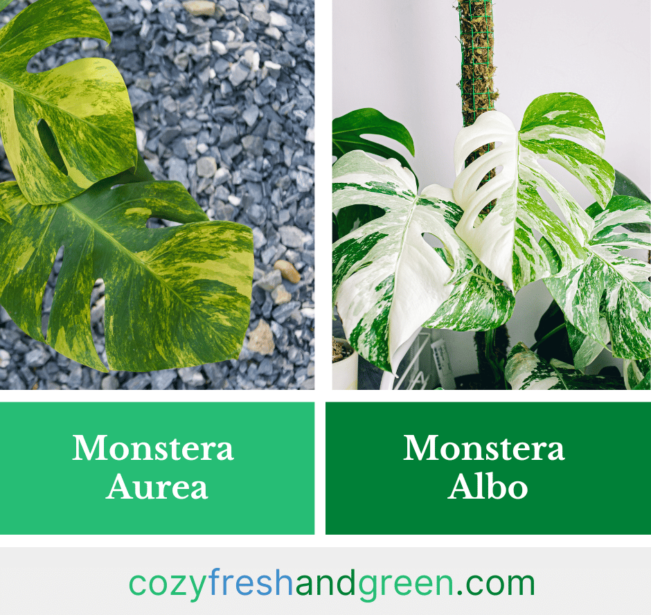 Monstera Aurea Care Guide & Plant Info ⋆