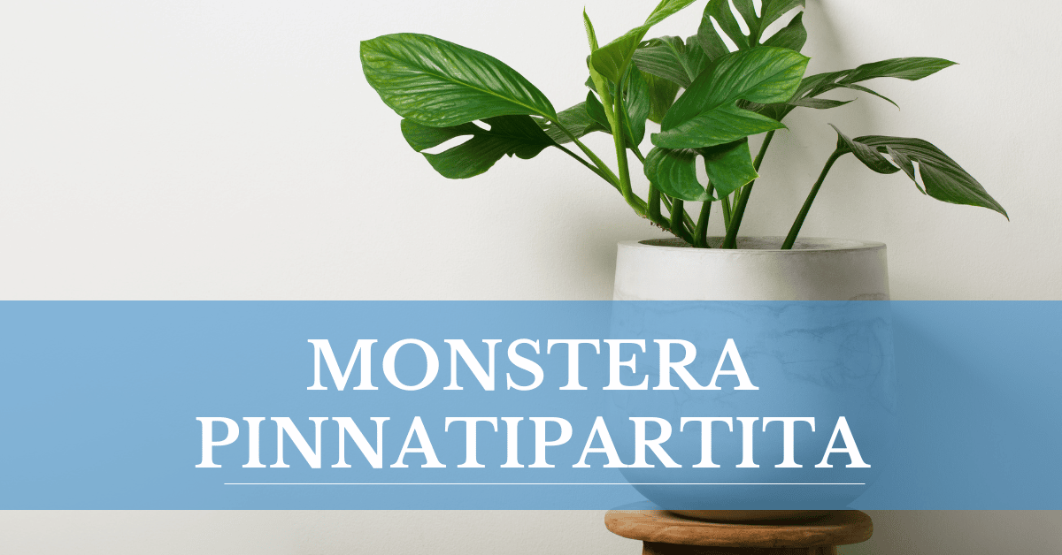 Monstera Pinnatipartita Care Guide & Plant Info (With Photos) ⋆