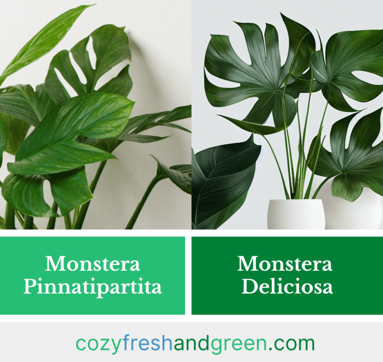 Monstera Pinnatipartita Care Guide & Plant Info (With Photos) ⋆