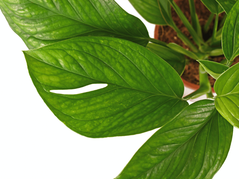 Monstera Pinnatipartita Care Guide & Plant Info (With Photos) ⋆