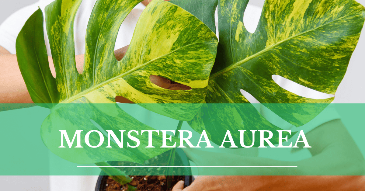 Monstera Aurea Care Guide & Plant Info ⋆