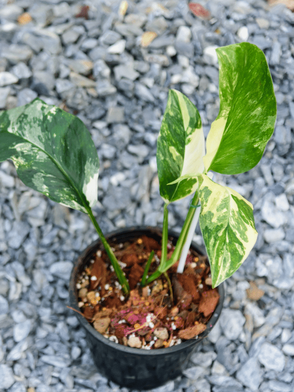 Monstera Varieties You Might Not Know About