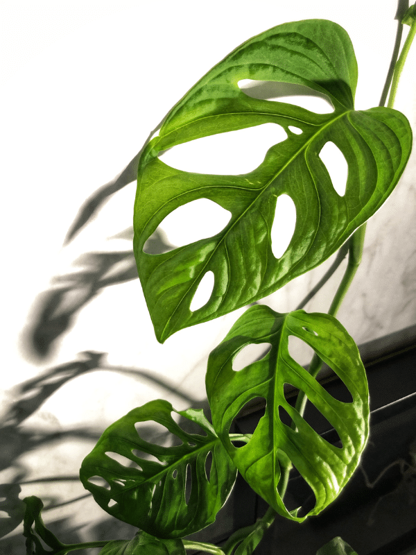 Monstera Varieties You Might Not Know About