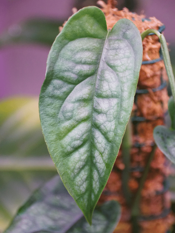 Monstera Varieties You Might Not Know About