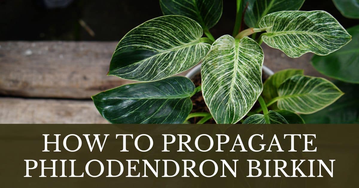 3 Best & Easiest Methods to Propagate Philodendron Birkin
